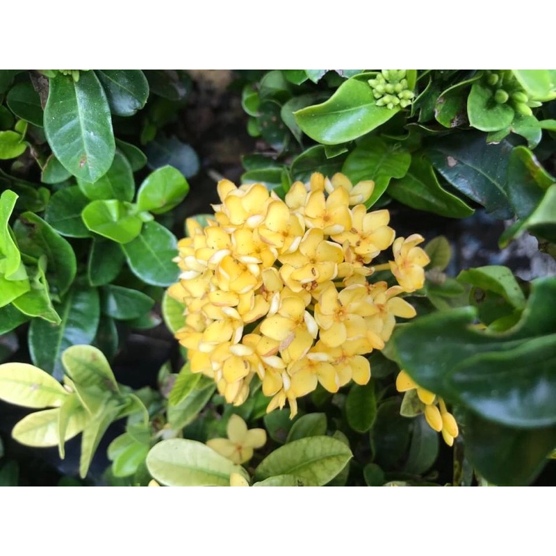 Pokok Bunga Ixora kuning Dwarf Yellow Ixora Real plant | Shopee Malaysia