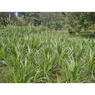 (🔥HOT SELLING🔥)Benih rumput napier dwarf/pandan 1kg 15 ke 20 batang ...