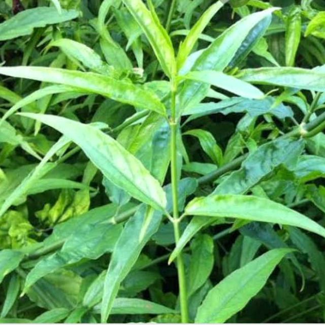 Belalai Gajah / Sabah Snake Grass / Clinacanthus nutans (Live Plant ...