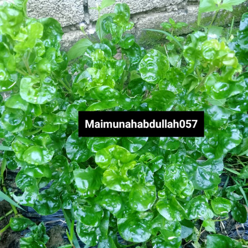 Keratan Batang Bayam Brazil. | Shopee Malaysia