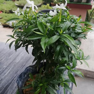 ANAK POKOK BUNGA / Pokok Ervatamia Dwarf Jasmine Thai/ Pokok bunga ...