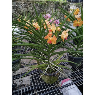 Vanda Orange Semi-Terete Leaves Hybrid Orchid | Shopee Malaysia