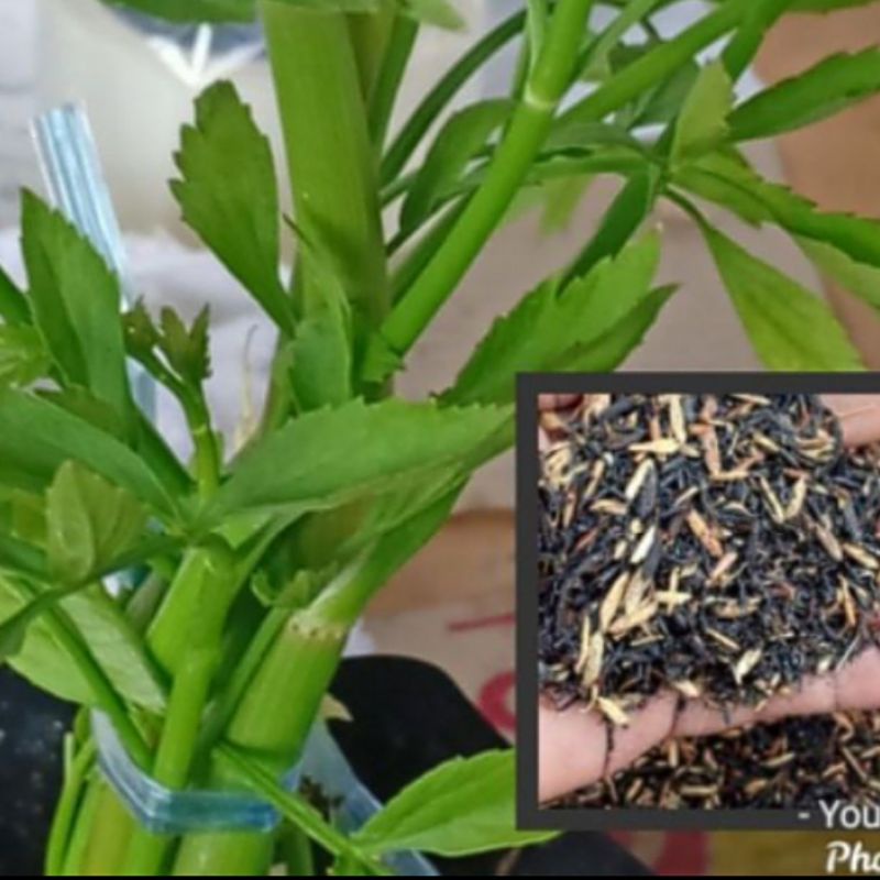 pokok selom/ganjus/kunyit hitam/kesom/cabai berbuah/ketumbar jawa ...