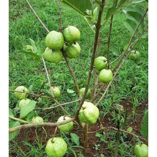 Pokok Jambu Batu Lohan Hybrid/ Guava Tree (lohan) | Shopee Malaysia
