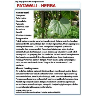 🔥ANAK POKOK PATAWALI / BATANG WALI / BAKAWALI POLYBAG🔥 | Shopee Malaysia