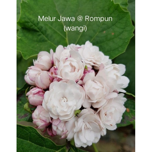 Anak Pokok Melur Jambak @ Melur Jawa (Real Plant) | Shopee Malaysia
