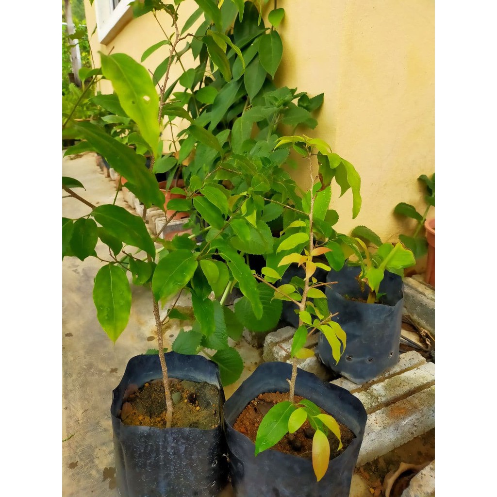 Benih / Anak Pokok Kerekup / Khekuk / Kerkut / Khekuk / Flacourtia ...