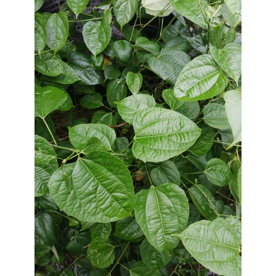 Sacha Inchi @Plukenetia volubilis | Shopee Malaysia