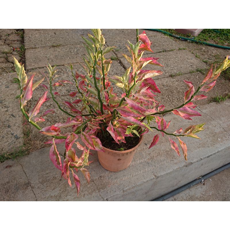 Pokok Bunga Lipan Merah (Devil's Back Bone)(READY STOCK) | Shopee Malaysia