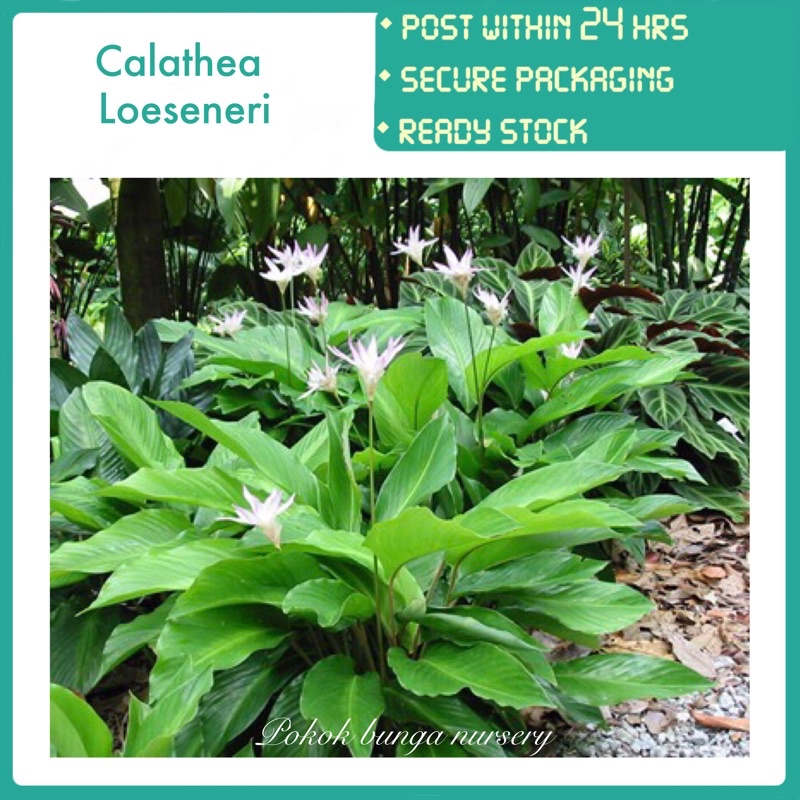 PBN - calathea loeseneri - pokok bunga nursery goeppertia Brazilian ...