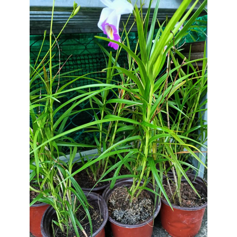 POKOK ORKID TANAH ....TAHAN LASAK... | Shopee Malaysia