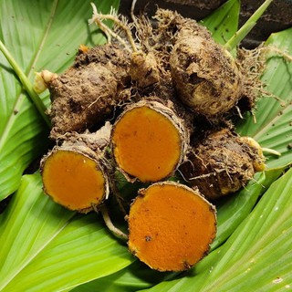 Rizom/ubi Temulawak Temu Lawak untuk Anak Benih Pokok dan Jamu ...