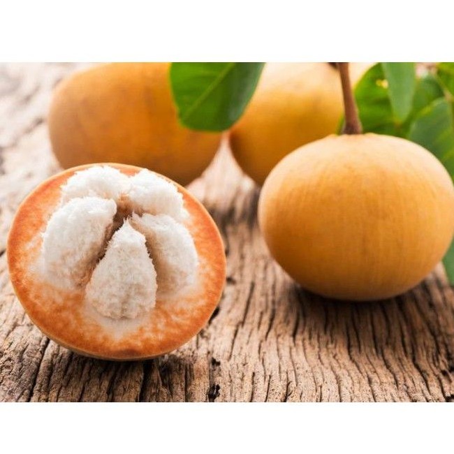 Pokok Buah Sentul Madu siam pokok kawin | Shopee Malaysia