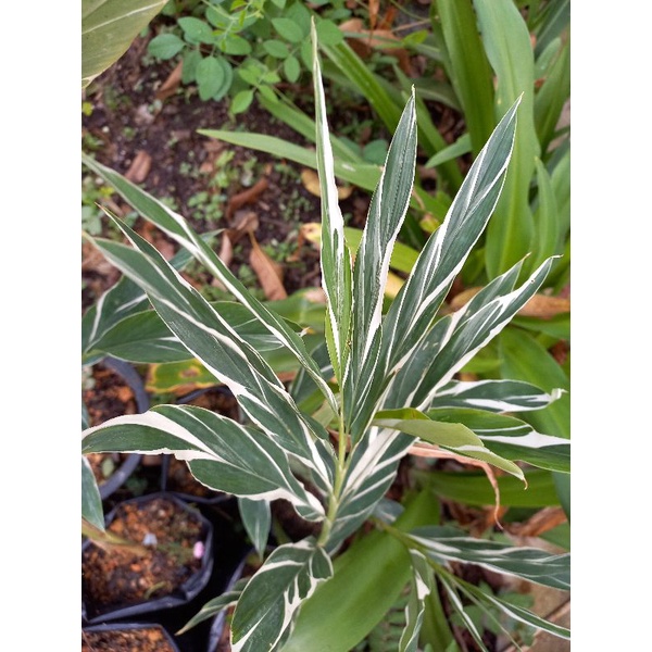 Halia Batik/ Variegated Ginger/ Alpinia Vittata | Shopee Malaysia