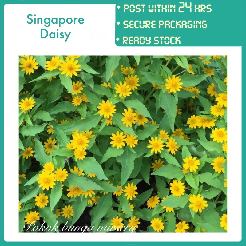 PBN - Singapore daisy - pokok bunga nursery bay biscayne creeping-oxeye ...