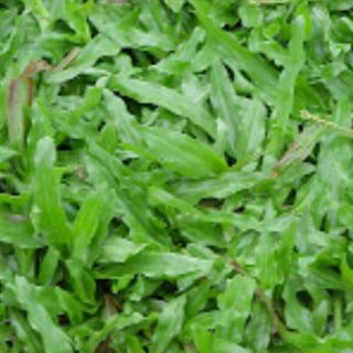 Pembekal Rumput Hidup / Carpet Grass / Rumput Japanese / Cow Grass ...