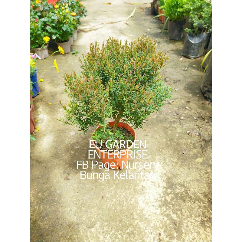 Pokok Rhu Wangi ( Daunnya Wangi ) | Shopee Malaysia