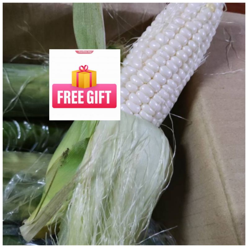 JAGUNG SUSU/JAGUNG MUTIARA CAMERON HIGHLANDS!!! | Shopee Malaysia