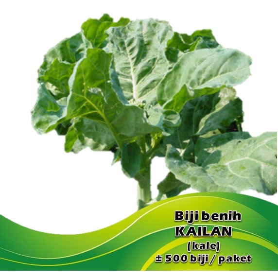 Biji Benih KAILAN / KALE (vegetable seeds) | Shopee Malaysia