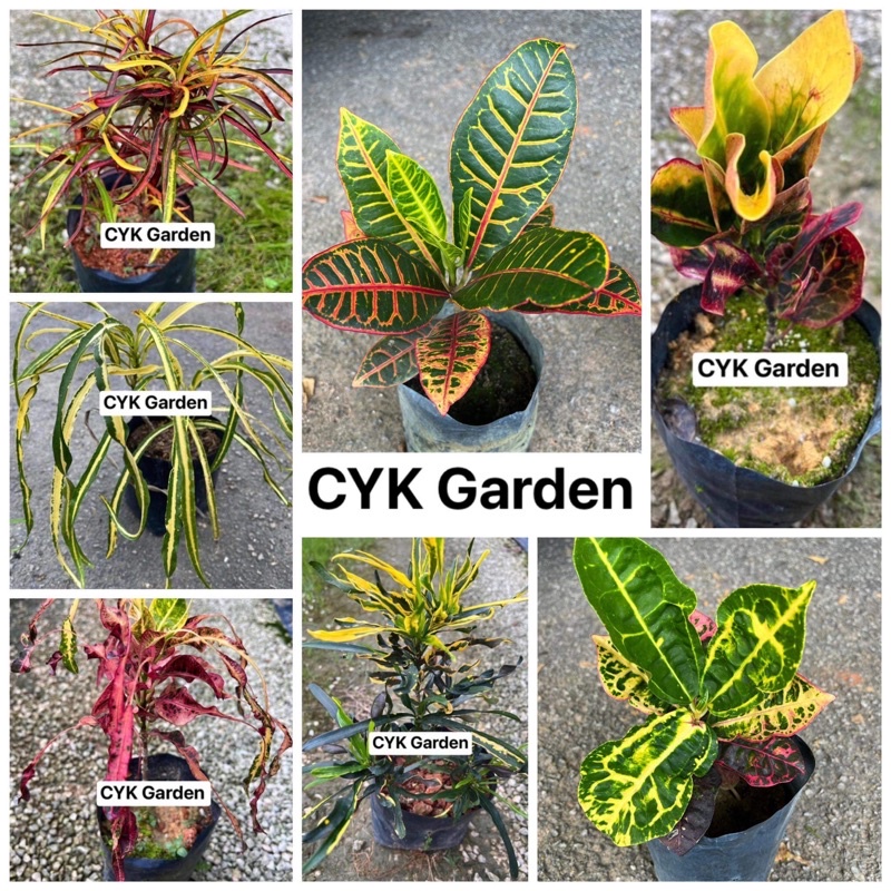 [CYK] Croton Plant | Pokok Puding Rose Kura Kura | Variegated | Garden ...