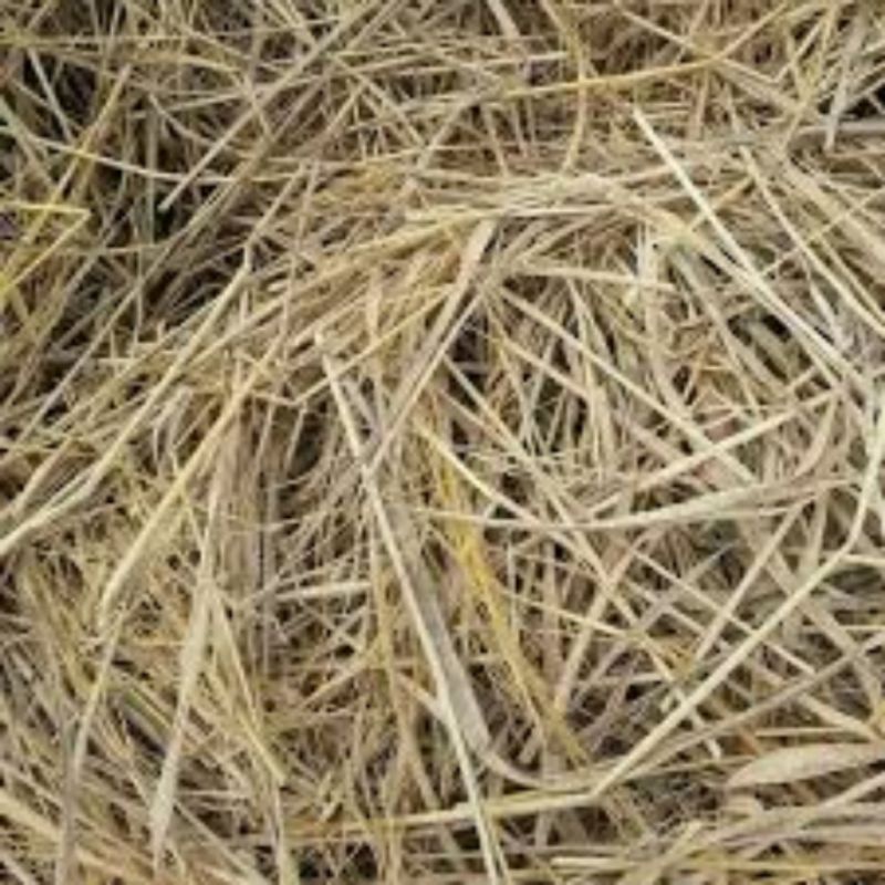 250g JERAMI SERBAGUNA / JERAMI PADI / PADDY STRAW / PADDY HAY / HAY ...