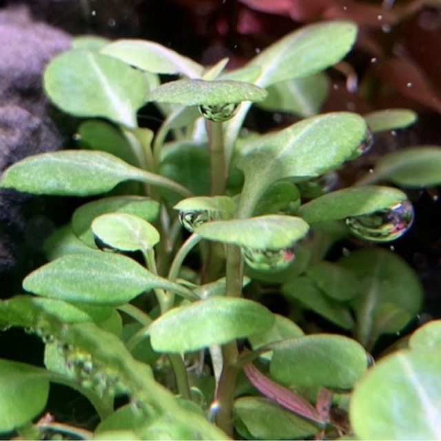 (DOA) Lobelia Cardinalis ‘Mini’ fully submerged ( 3 stems) | Shopee ...