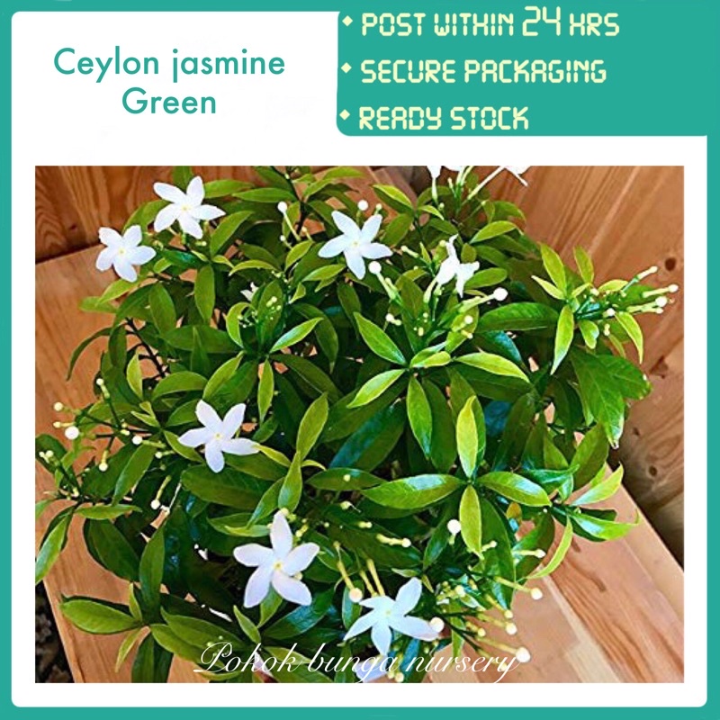 PBN - ceylon jasmine green - pokok bunga nursery tabernaemontana ...