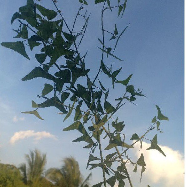 Biji Benih Pokok Rama-Rama Hijau 8 Seeds | Shopee Malaysia