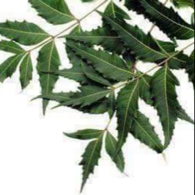 Anak pokok semambu/mambu/neem | Shopee Malaysia