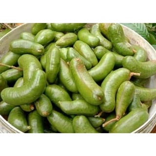 BUAH GENUAK / KENUAK / KERDAS | Shopee Malaysia