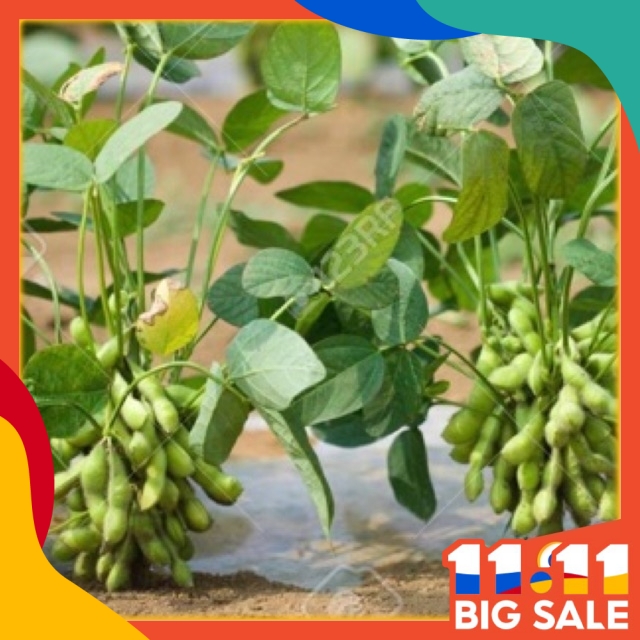 seeds JAPANESE DRWARF EDAMAME / Edamame Tohya plant | Shopee Malaysia