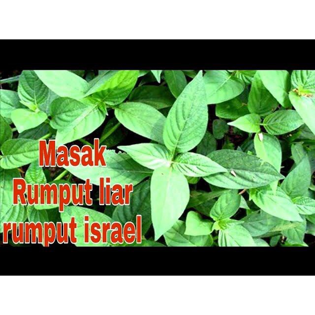 Pokok rumput israel dalam polybag | Shopee Malaysia