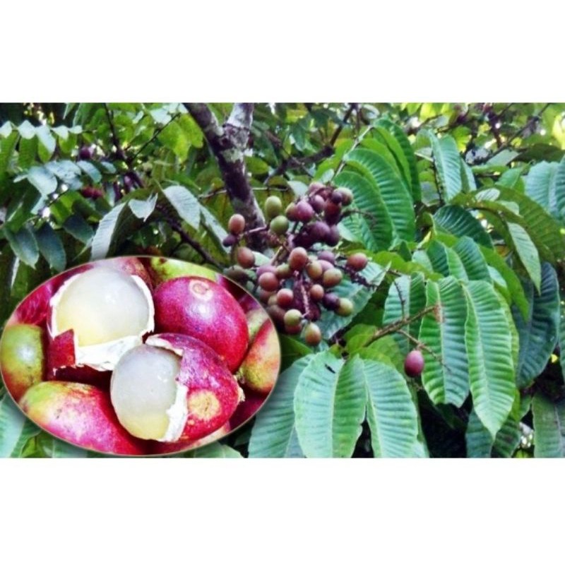 ANAK POKOK MATOA MADU | Shopee Malaysia