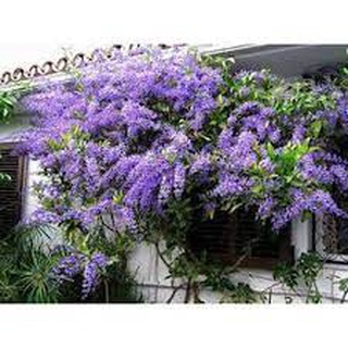 Pokok Bunga Sandpaper Purple | Shopee Malaysia