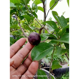 Anak pokok Rokam/kerkut jumbo makan kena getel | Shopee Malaysia