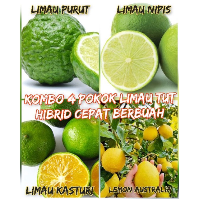 KOMBO Anak Pokok Limau Tut Hibrid Cepat Berbuah (Limau Kasturi / Limau ...