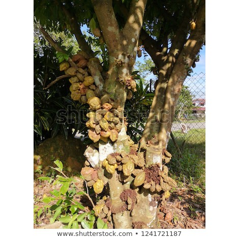 POKOK BUAH KATAK PURU (NAM NAM) | Shopee Malaysia