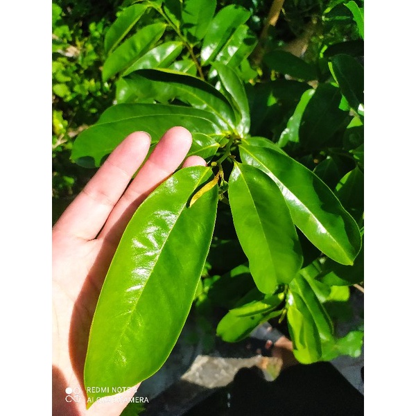 Baja organic fertilizer 5kg | Shopee Malaysia