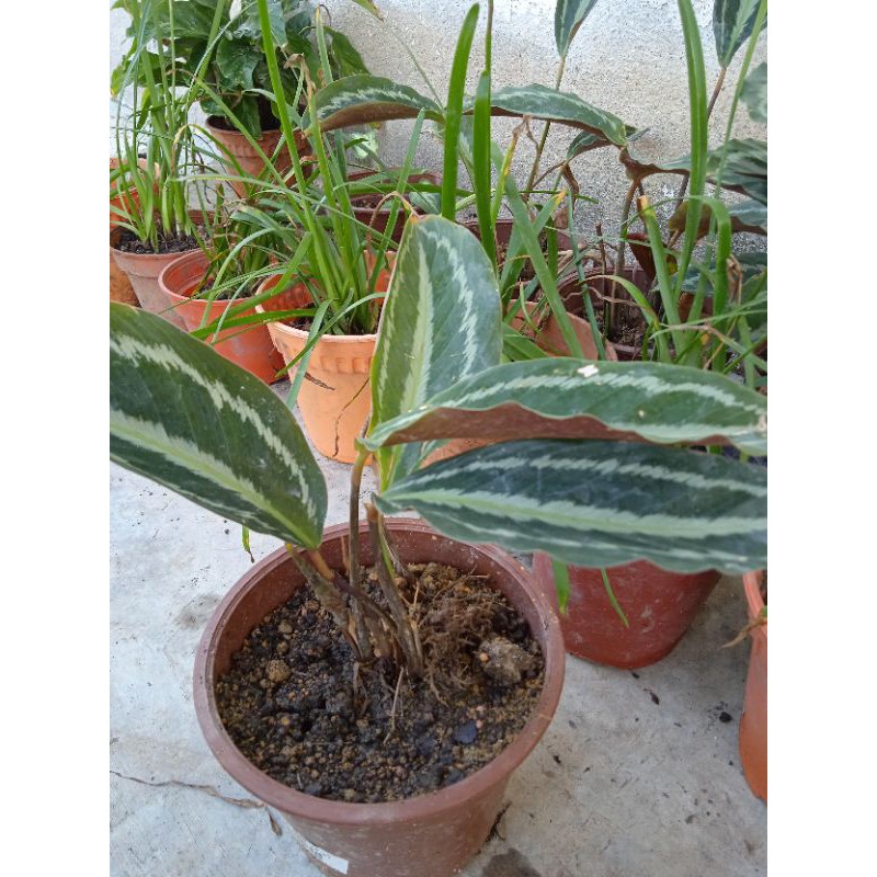 Anak pokok calathea berpasu | Shopee Malaysia