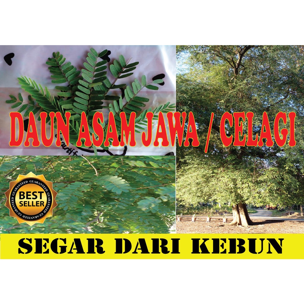 DAUN ASAM JAWA SEGAR (CELAGI) 300gram | Shopee Malaysia