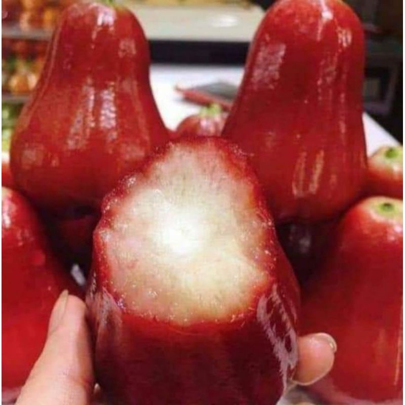 Anak Pokok Jambu Madu Merah | Shopee Malaysia