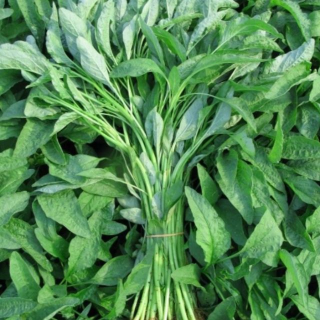 benih bayam - vegetable seeds | Shopee Malaysia