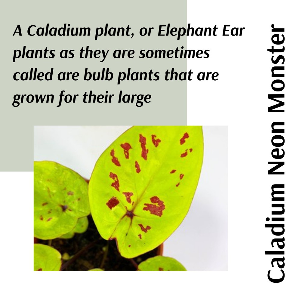(Real Plant) Caladium Neon Monster yellow monster pokok keladi viral ...