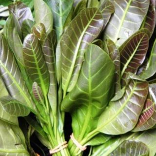 Comco pokok pegaga/pokok ganjus/ pokok ulam selom (set combo) | Shopee ...