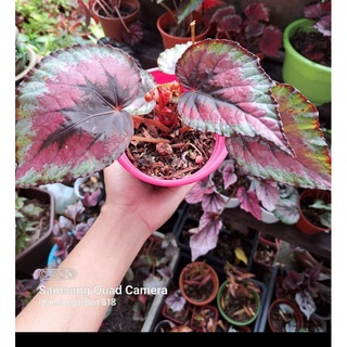 idaman garden 818 begonia pokok asam batu red tango | Shopee Malaysia