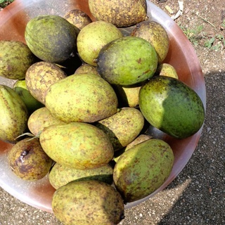 Buah Macang Masak. 1kg | Shopee Malaysia