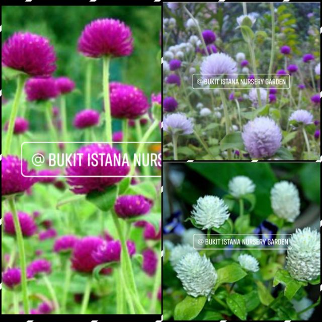 Ecopack - Anak Pokok Bunga Butang Warna Magenta, Lite Purple dan Putih ...