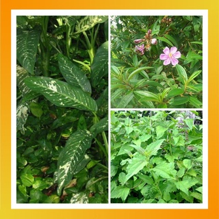 Racun Ally METRON 20 Racun Pokok Kayu Kapal Terbang Senduduk/ Herbicide ...