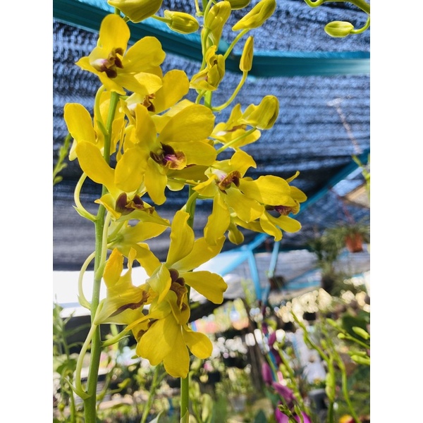 Orkid Kuning Hybrid Kerinting / Yellow Orchid Live Plant | Shopee Malaysia