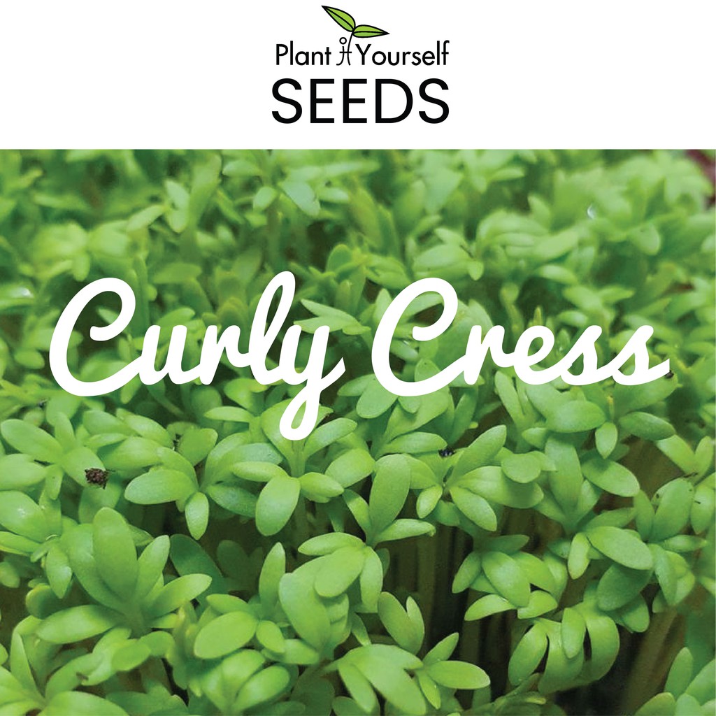 SEEDS Curly Cress / Garden Cress (1.7g | 7g) | Shopee Malaysia